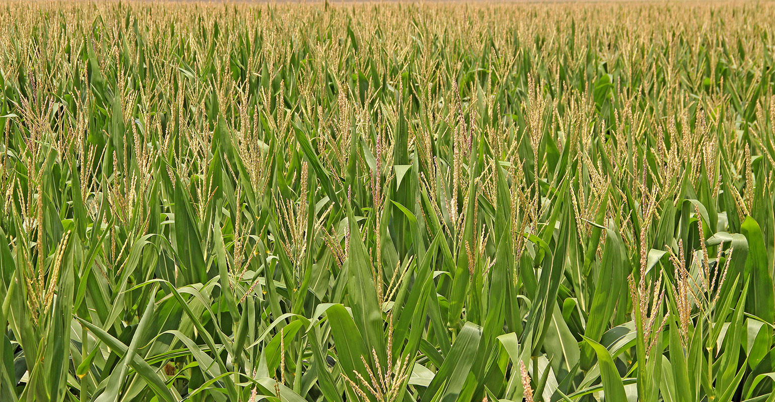 Tissue Testing: Key to Unlocking Crop Potential