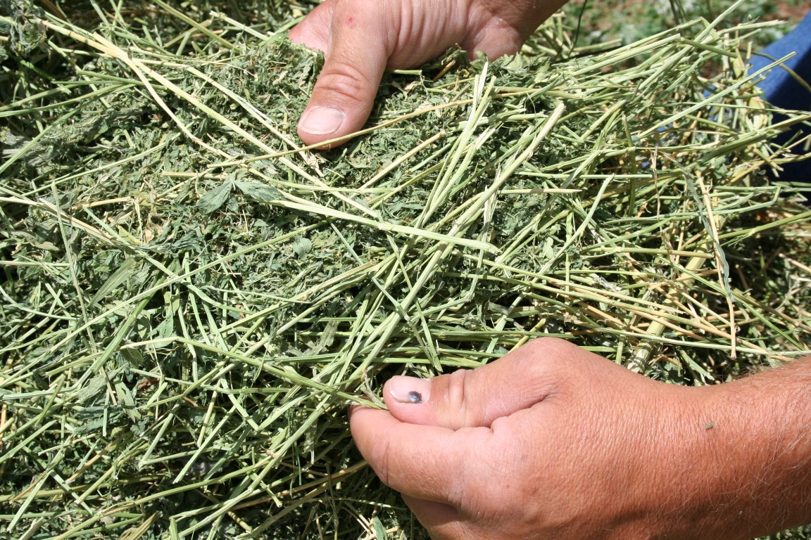 Alfalfa research initiatives aim to address farmers' needs