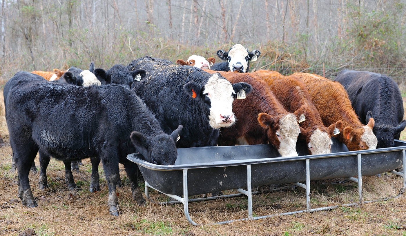 Spring Valley Family Farms: gate-to-plate beef