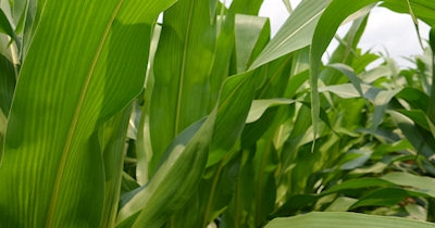 DuPont Pioneer advances new corn genetics line-up, Qrome