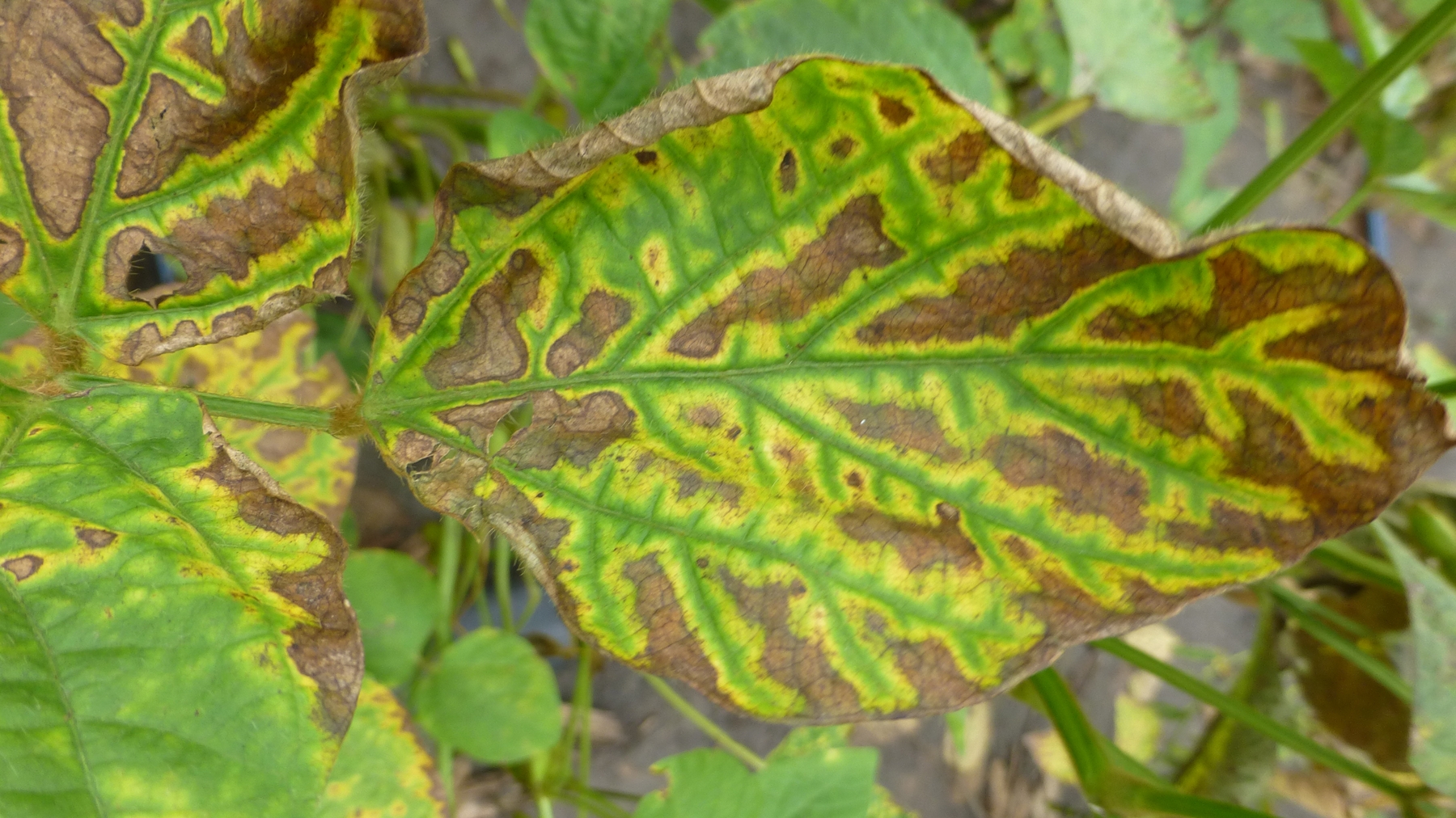 How to manage soybean sudden death syndrome