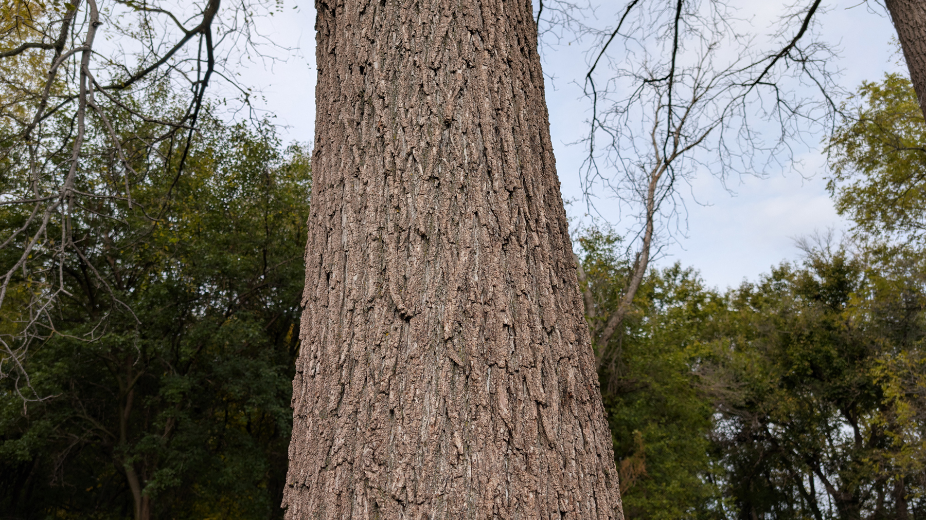 How to reliably manage your walnut trees for veneer