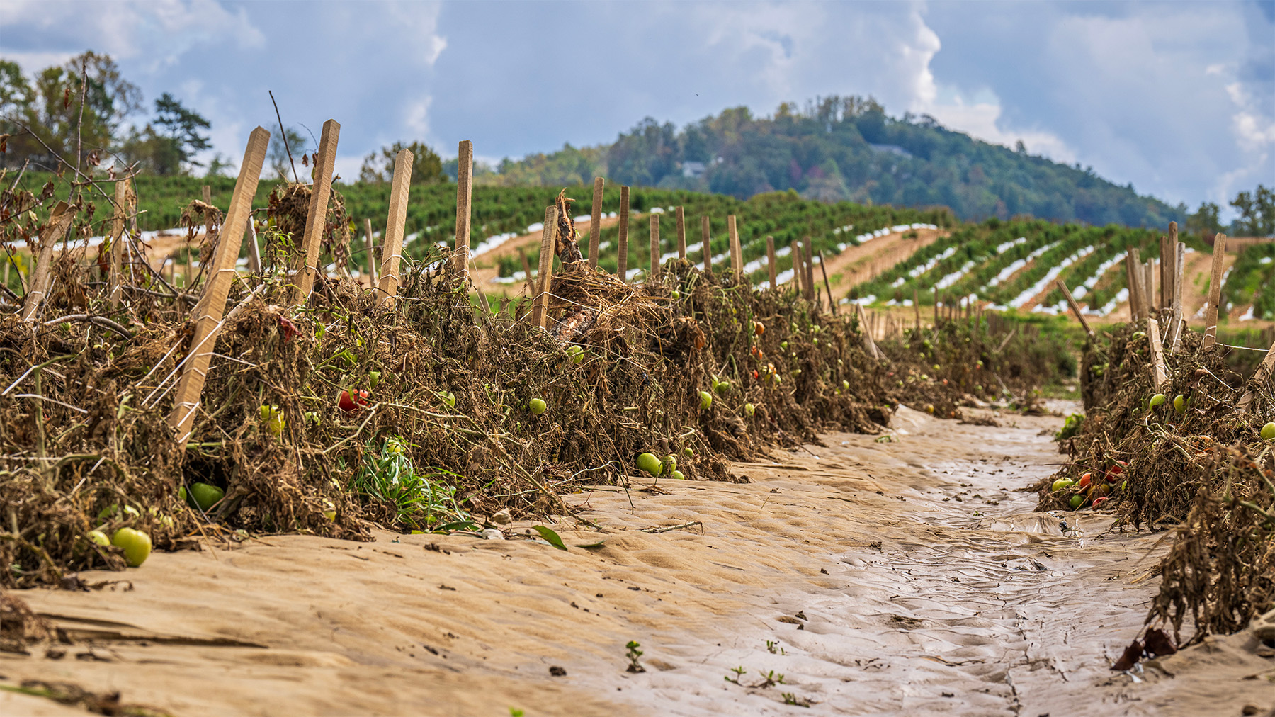Western NC crops gone in ‘worst disaster ever’