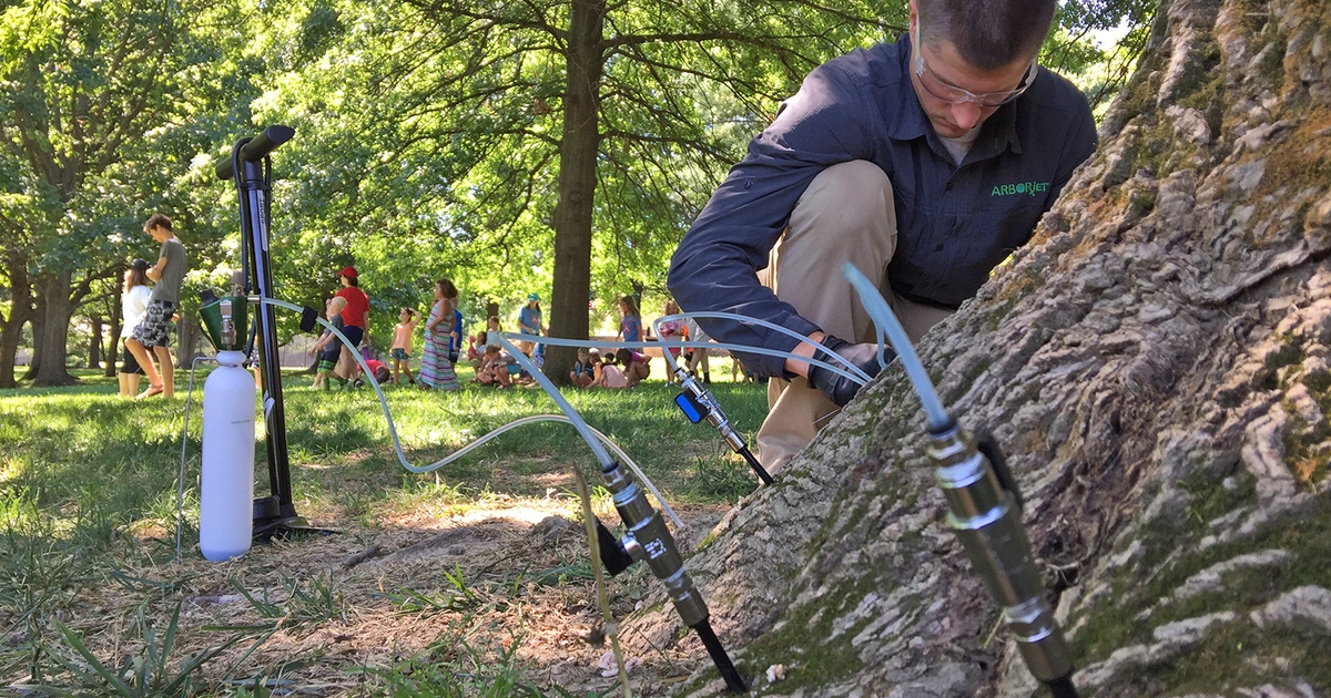 Injecting ash trees to protect from emerald ash borer