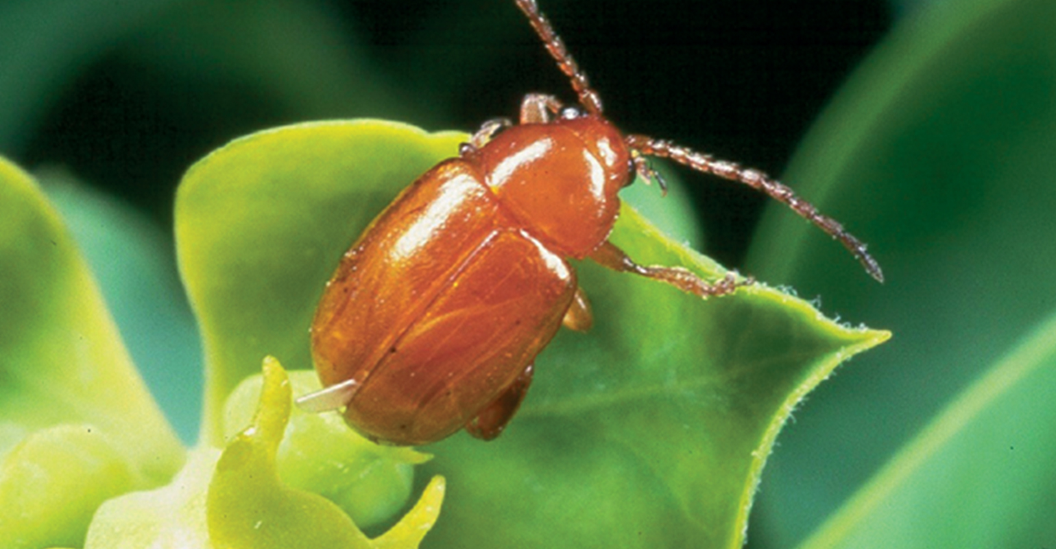 5 things to know about leafy spurge biocontrol