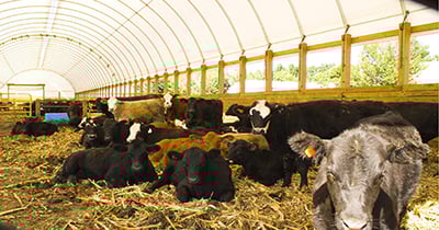 Learn about the benefits of raising cattle under roof
