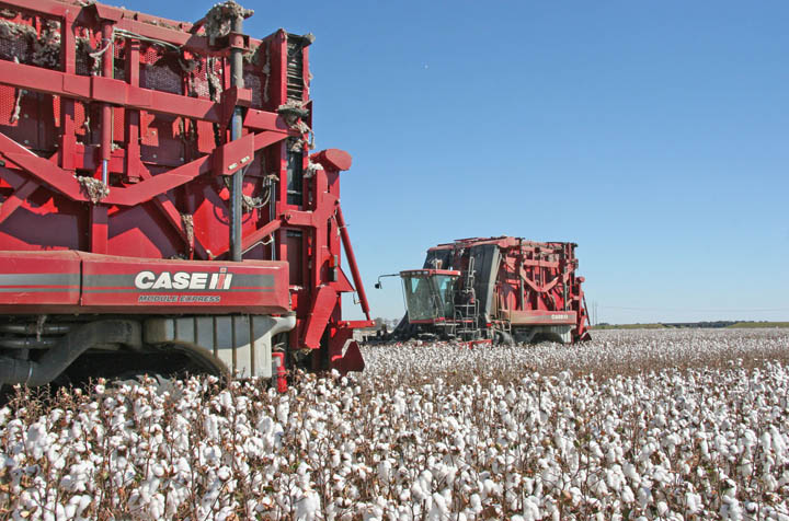Anatomy of dollar cotton – what has changed? | Farm Progress