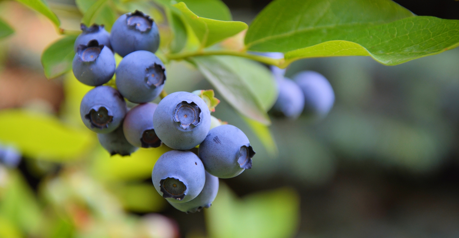 New herbicide label for Michigan fruit crops