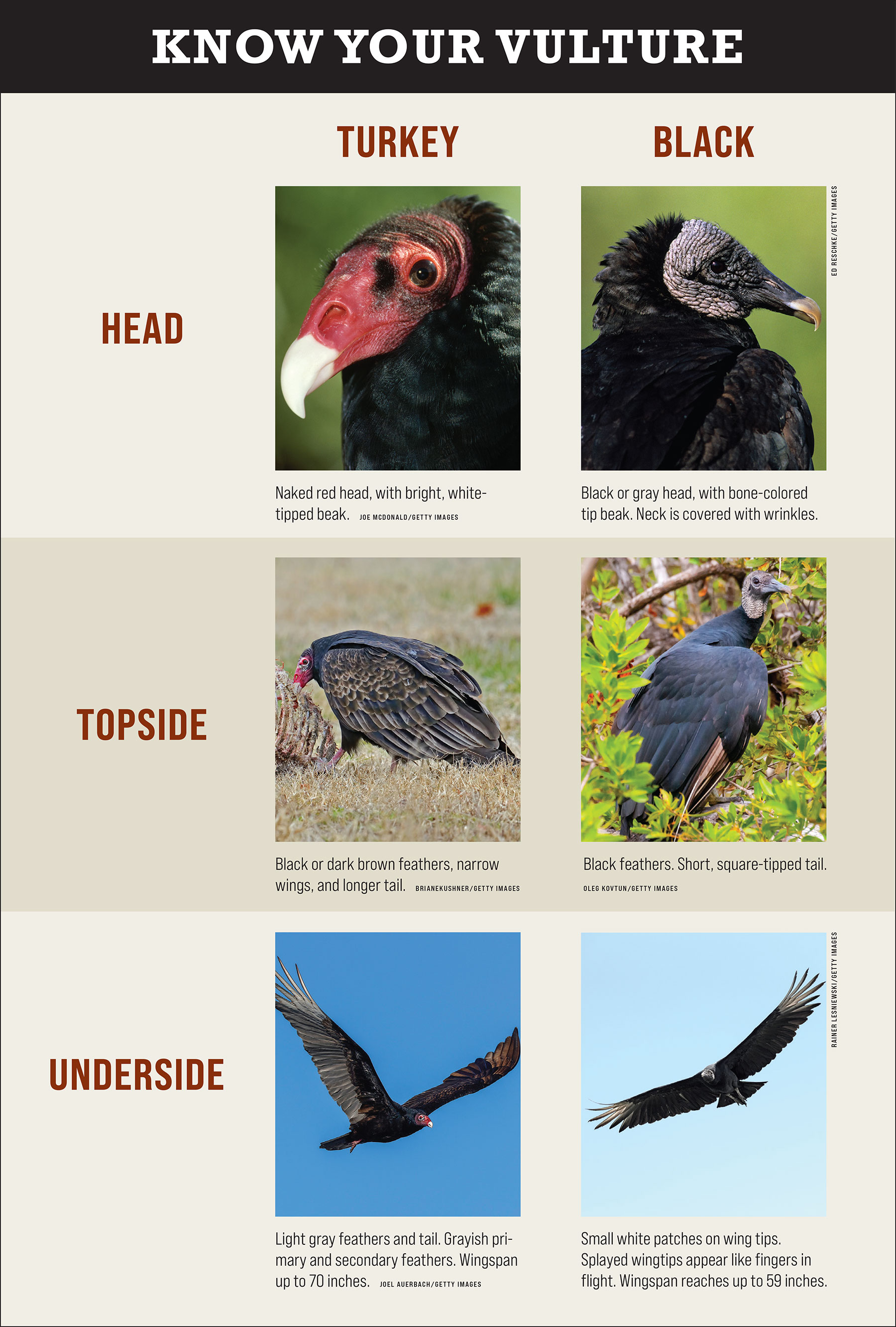 What’s difference between turkey, black vultures?