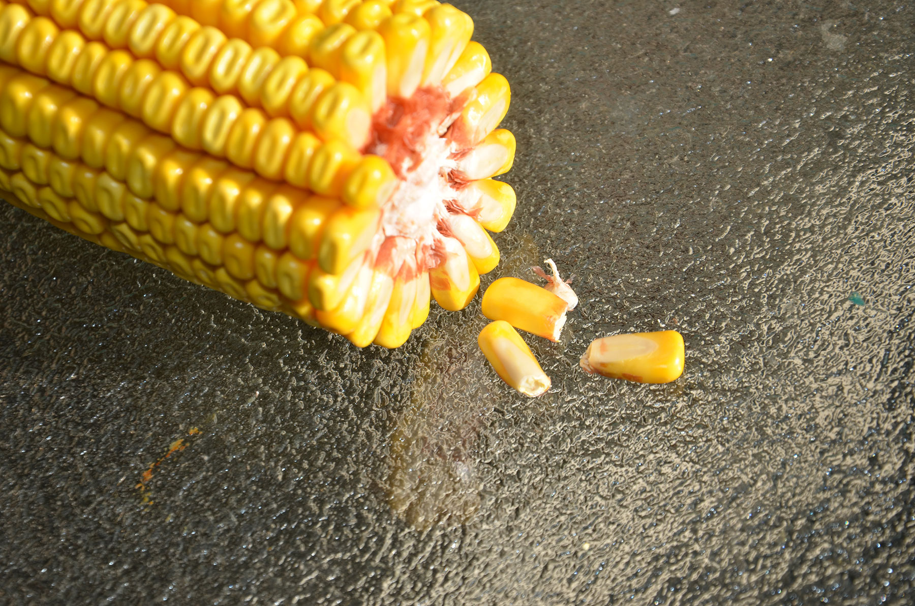 Inside look at how corn kernels develop