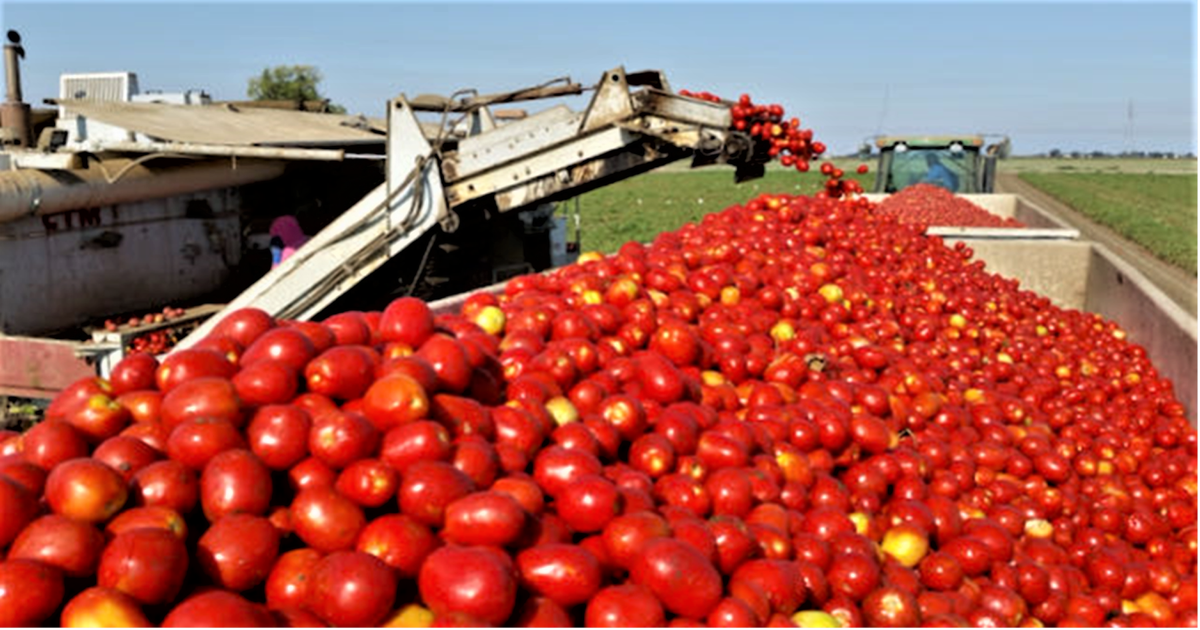 New cost study for processing tomatoes
