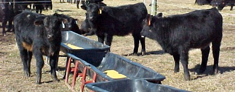 Time to put extra weight on beef calves