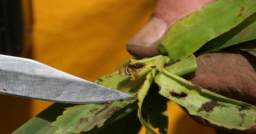 Scouting for pests in Iowa cover crops
