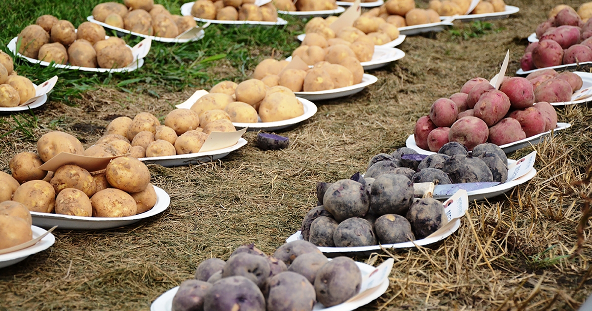 Potato industry unites to advance | Farm Progress