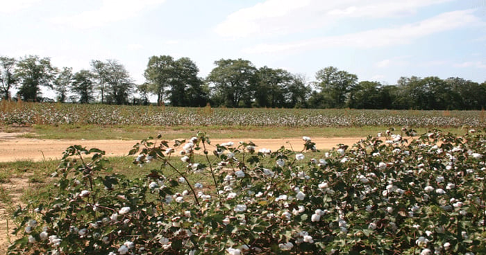 China, India pulling strings in U.S. cotton market? 236861 | Farm Progress