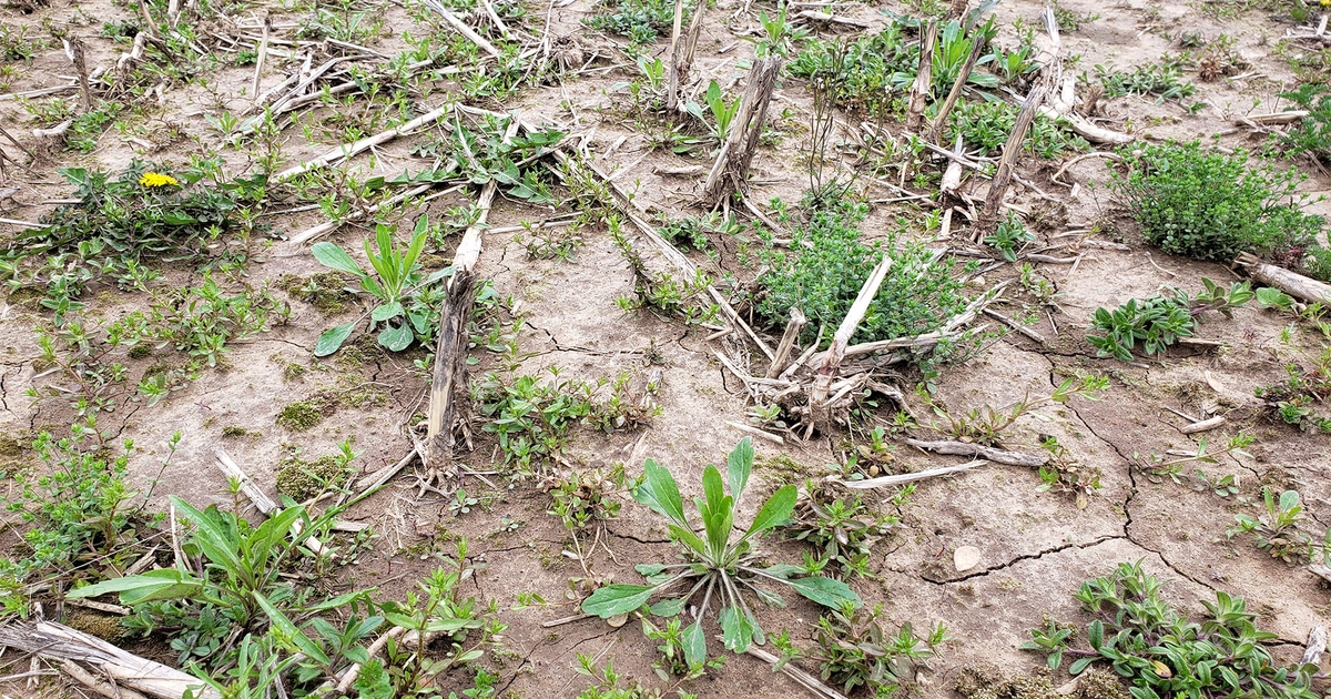 4 ways to optimize early weed control
