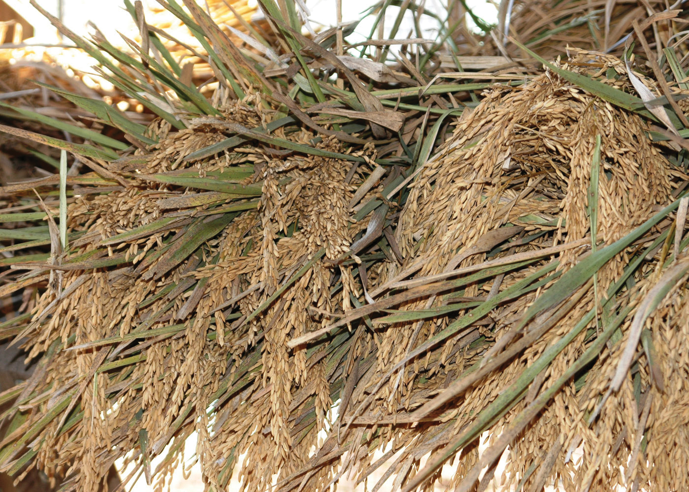 Low rice yields expected from early August heat
