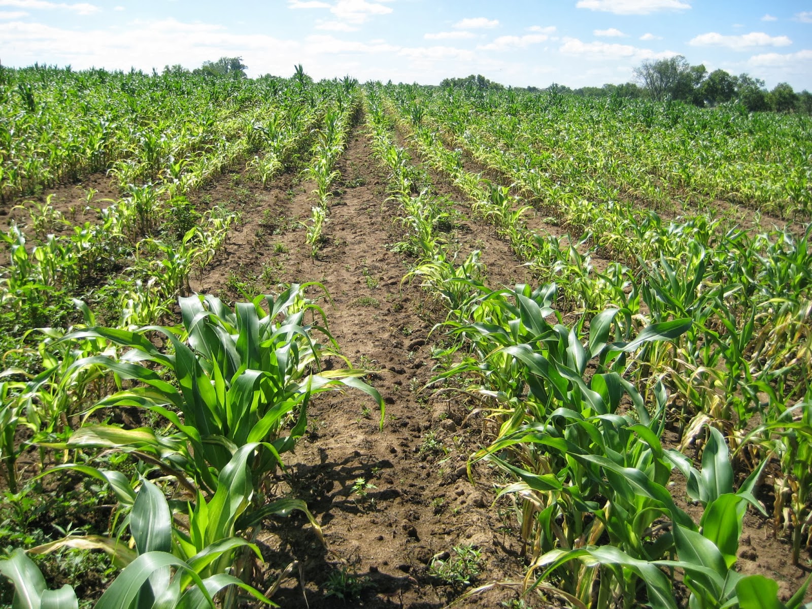 Test for soil compaction or risk corn yields