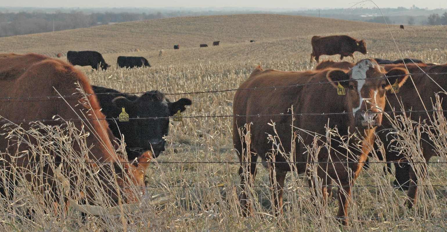 What’s the most efficient beef cow system?