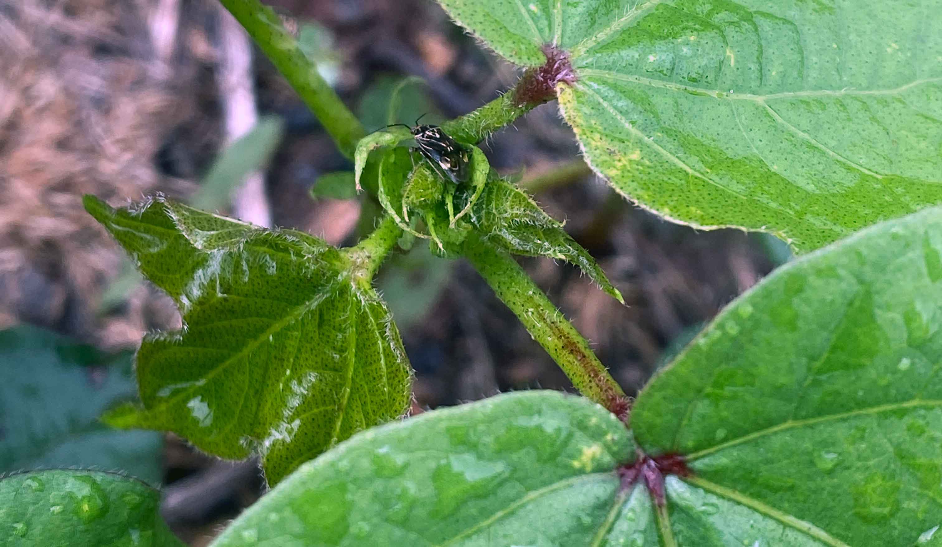 What we learned about cotton insects in 2021