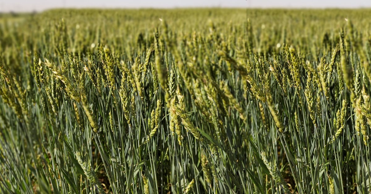 Oklahoma releases May 2020 wheat crop estimate, acres down from 2019