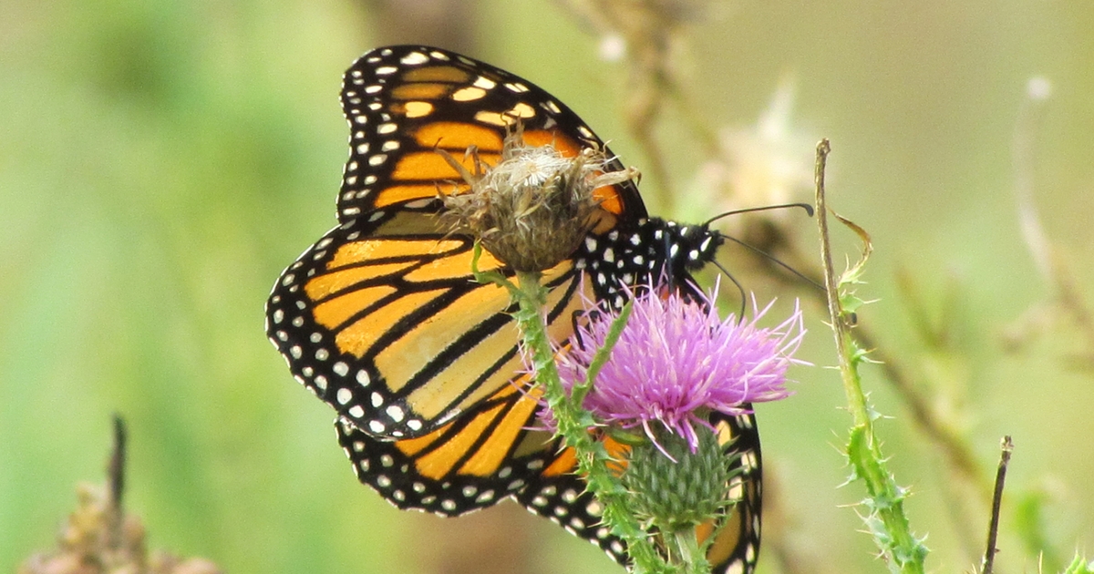 Pollinator field day guide now available