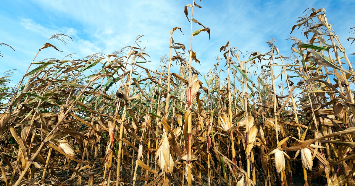 When to harvest lodged corn