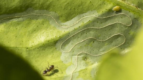 ACP tour provides first-hand look at citrus tree pests | Farm Progress
