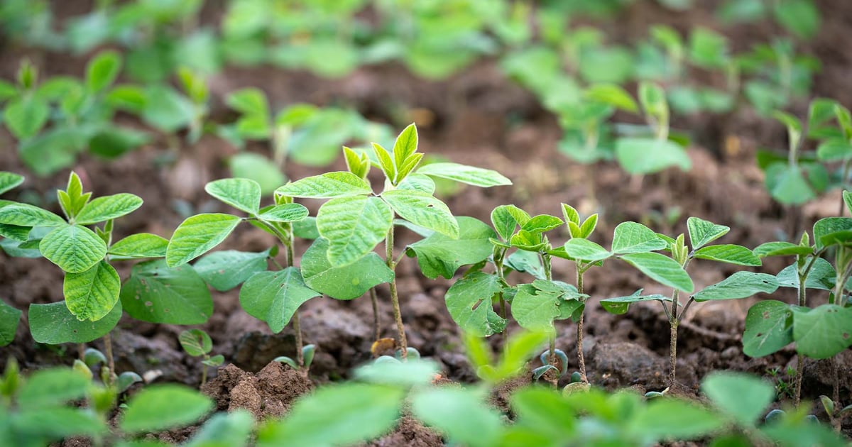 USDA crop progress: Corn, soybean quality ratings go live