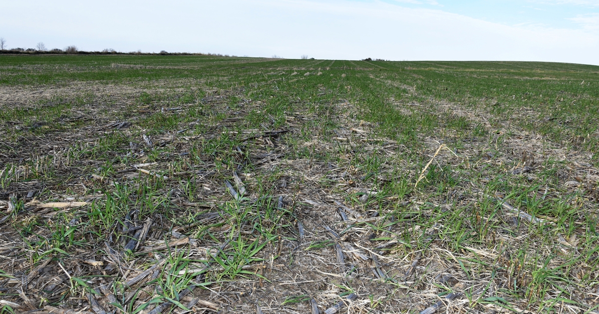 5 tips for terminating spring cover crops