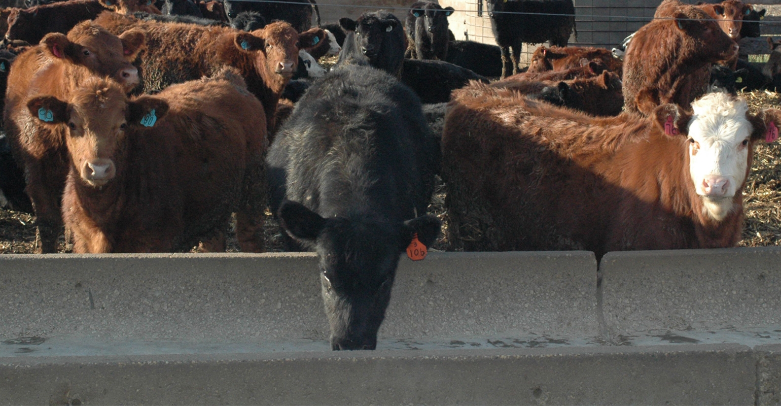 Beef farmers weigh in on revamped slogan