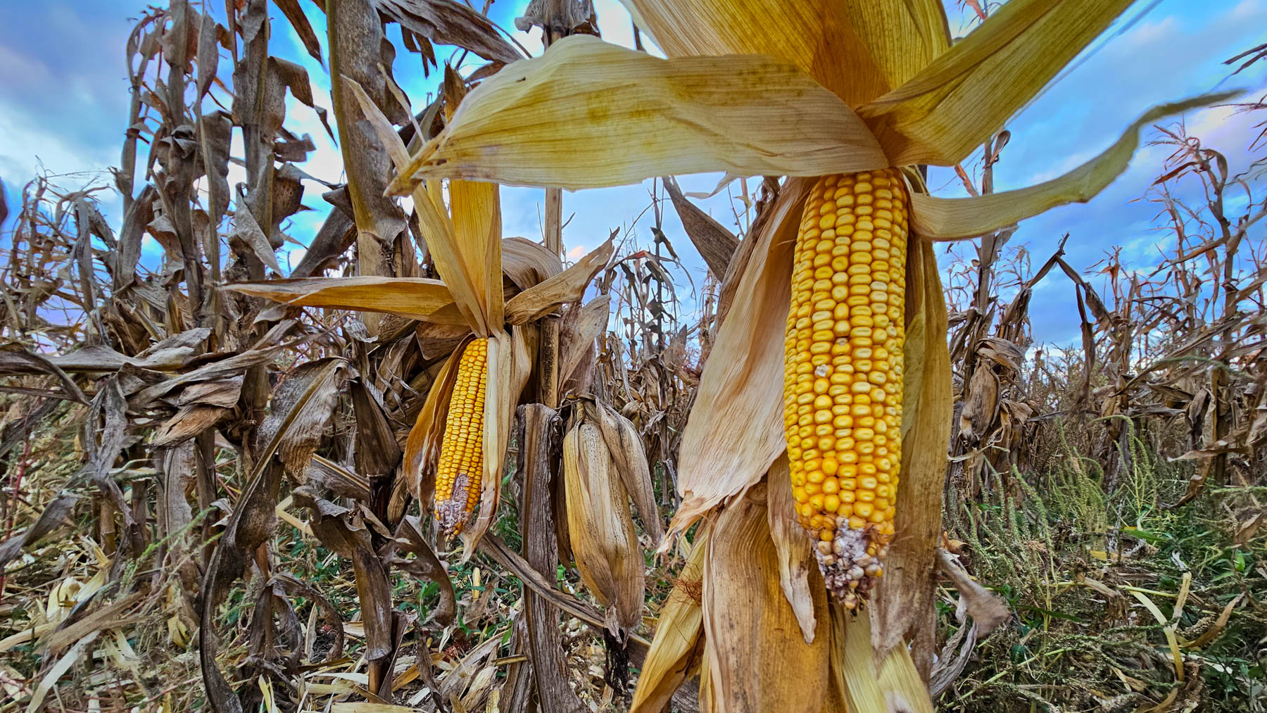 Corn yield potential improves, planted acres, prices down