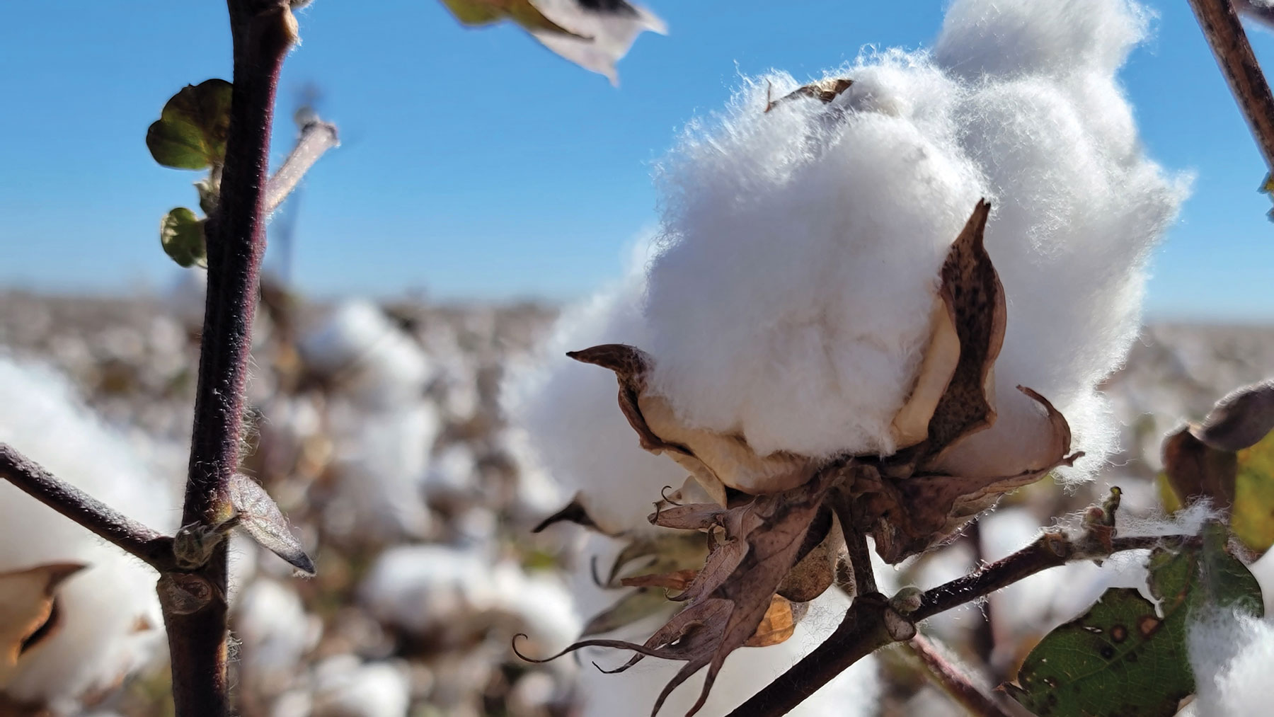 New cotton varieties in 2024
