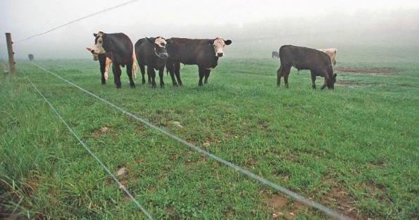 Stable flies a damaging cattle pest | Farm Progress