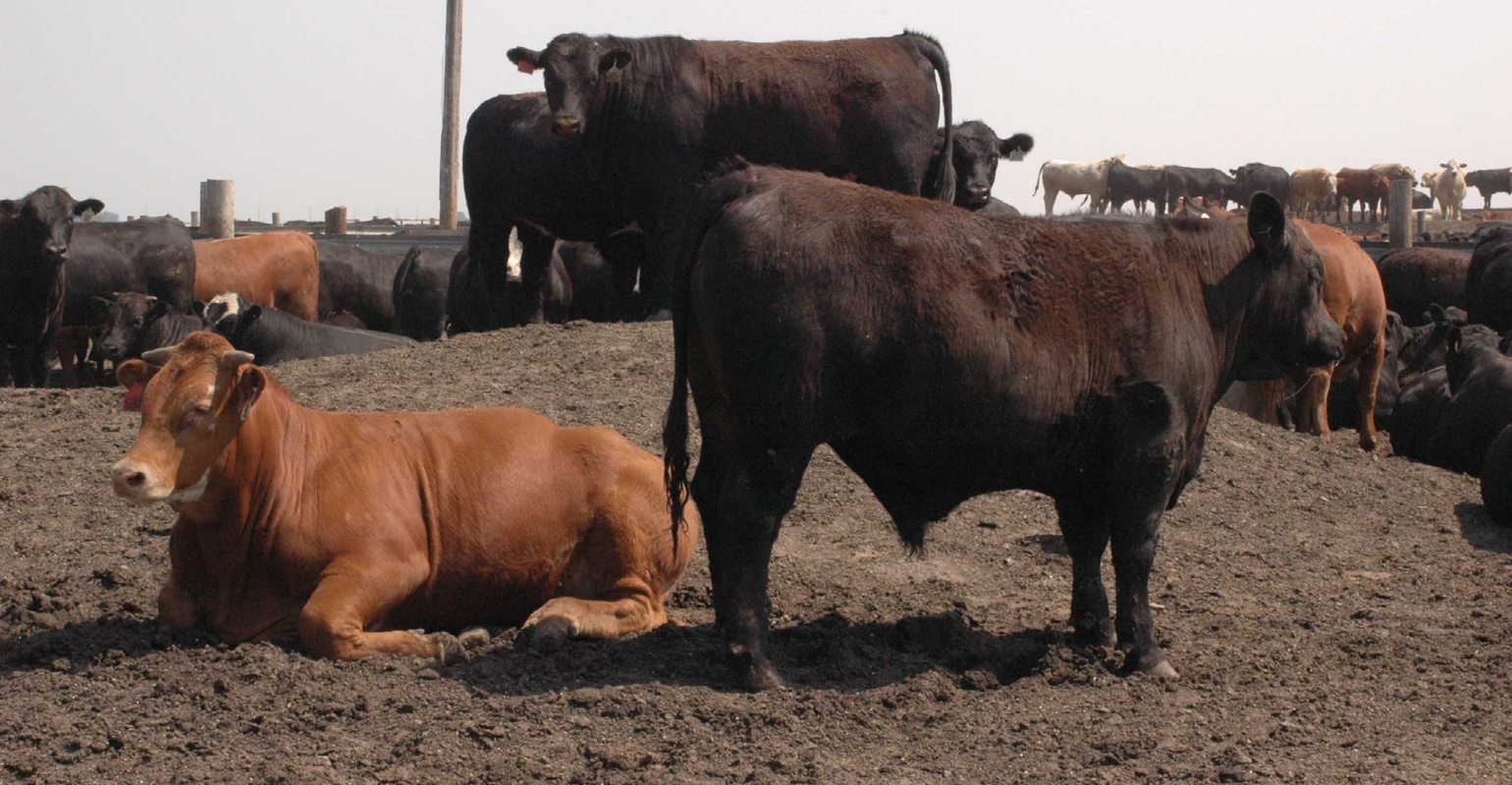 Iowa Cattlemen to hold 2nd annual BeefMeets