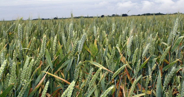 What went well and what went wrong with North Carolina's wheat