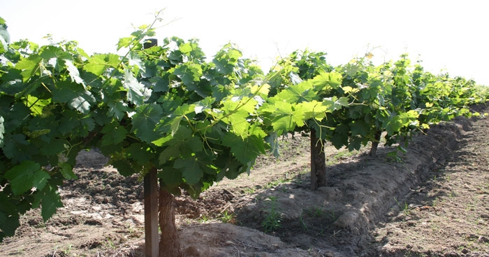 A closer look at a long-term disease threat to vineyards