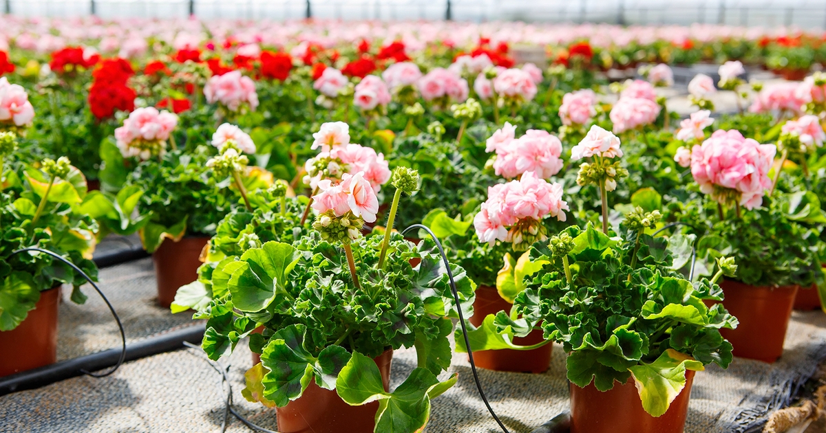 Oregon lists top crops, sees switch at No. 1