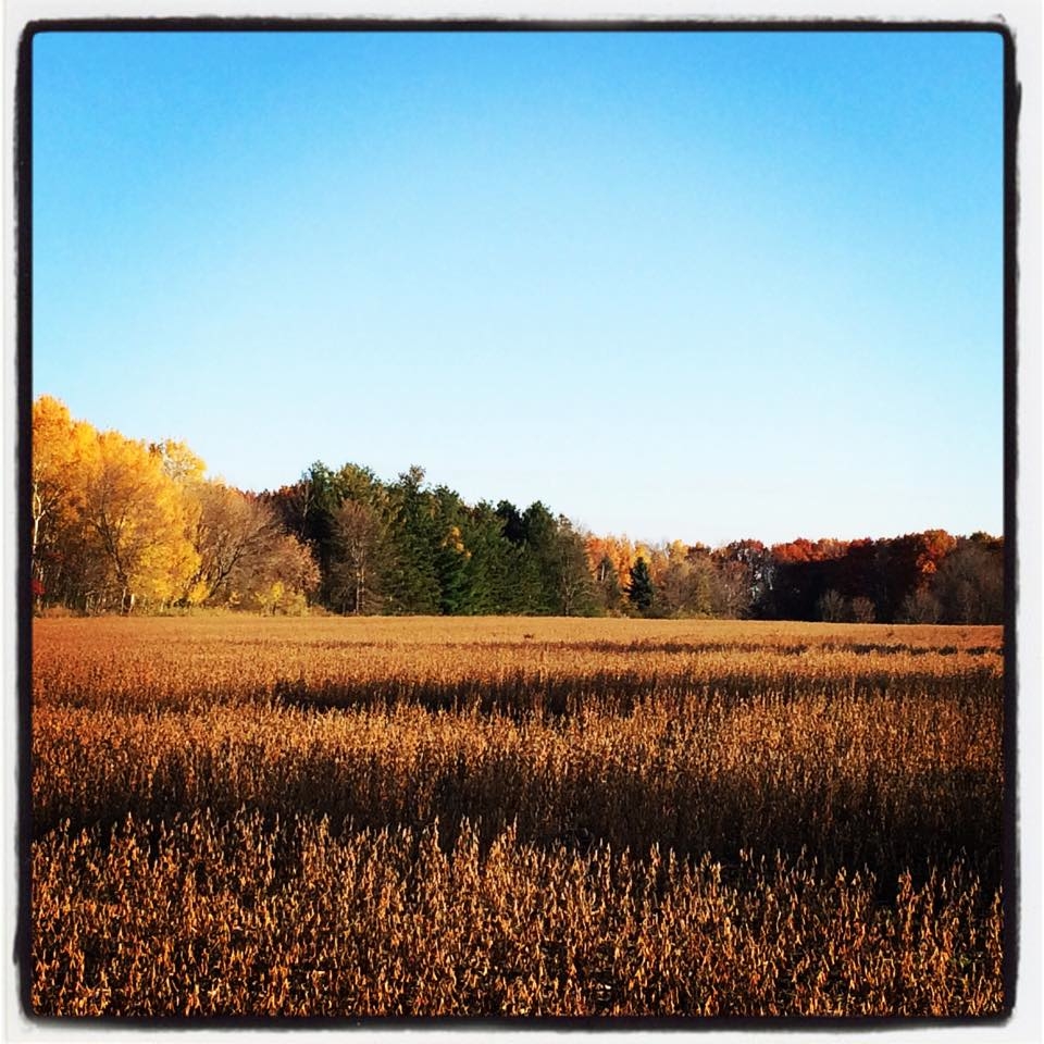 USDA releases Oct. 11 crop progress report shows a slight slow down in ...