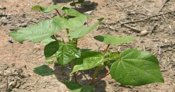 Anatomy of dollar cotton | Farm Progress