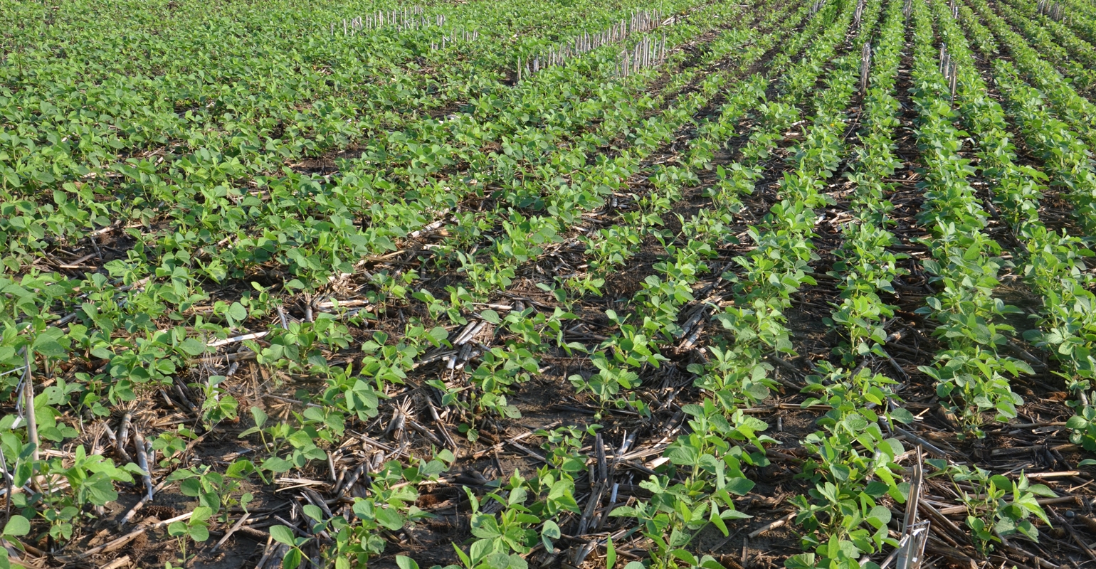 Gene mapping sets stage for higher soybean yields