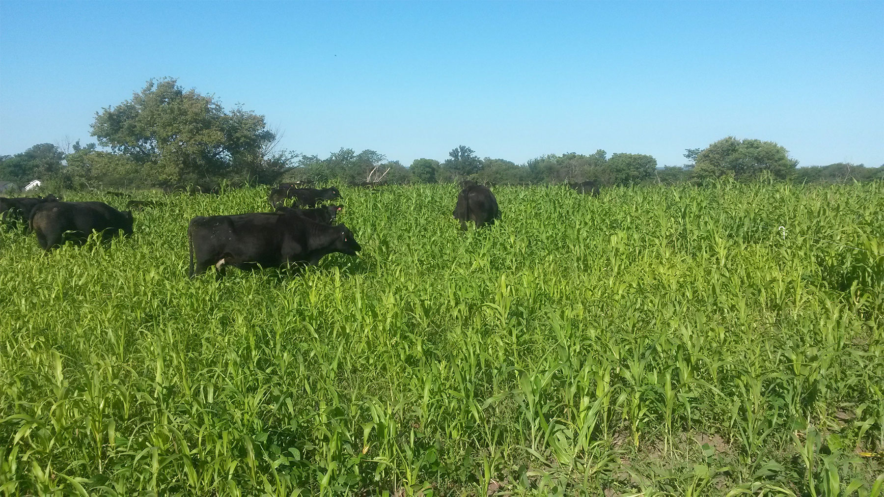 Missouri farmers opt for cover crops post-wheat amid high cattle prices
