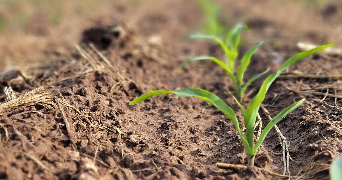 Spring planting rolls on amid drought