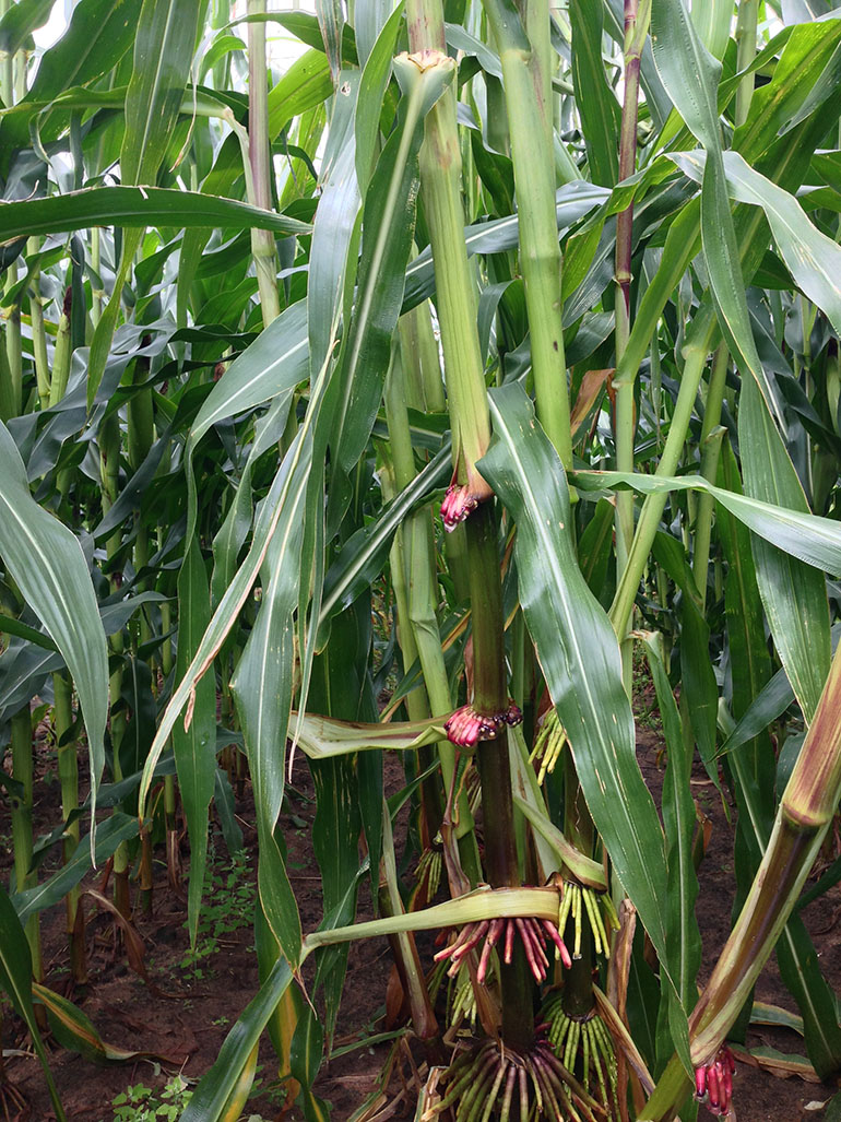 Nitrogen-fixing corn is farming’s holy grail. But when?