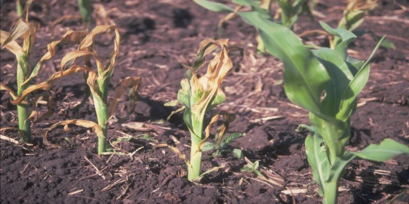 Assessing early season Freeze or Frost Damage in Corn and Soybeans