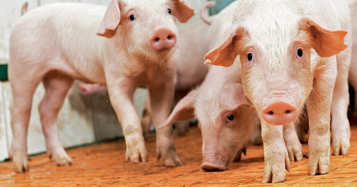 Michigan’s hog, pig inventory up