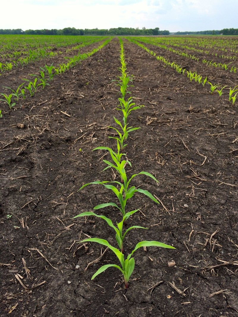 Strategies for late seeded corn