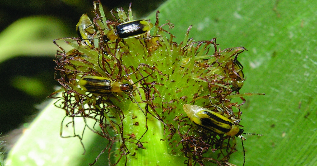 Spray adult corn rootworm beetles?