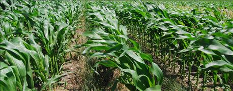 What you need to know about tissue testing for corn