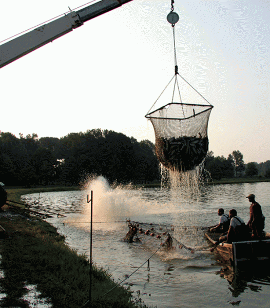 Formaldehyde, anyone? More contamination in fish from Vietnam/China